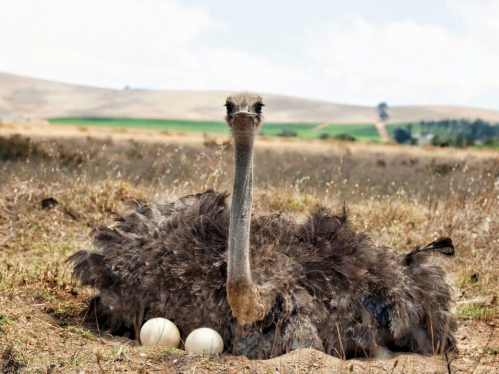 Deve Kuşu Yumurtası: Faydaları, Kullanım Alanları ve Sağlık İçin ...