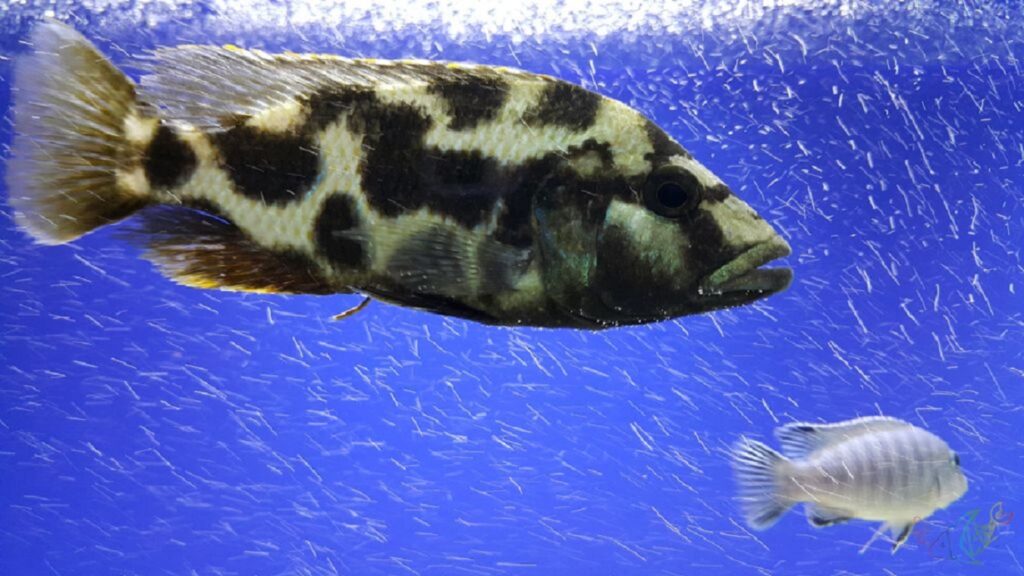 Kaya Balığı: Küçük Ama Çok Renkli Bir Deniz Canlısı - iyibilgi.com.tr