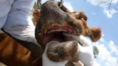 Şap Hastalığı Nedir, Belirtileri Nelerdir ve Nasıl Tedavi Edilir ...